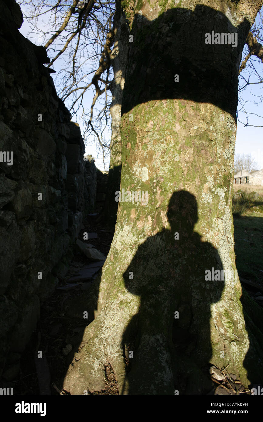 one man's shadow on tree bark in countryside Stock Photo - Alamy