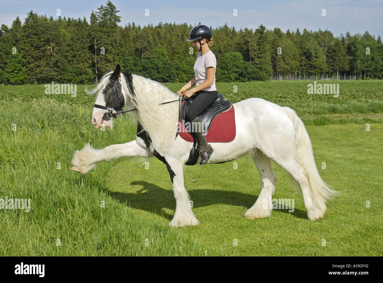 Girl on back of an Irish Tinker horse doing a Spanish walk Stock Photo ...