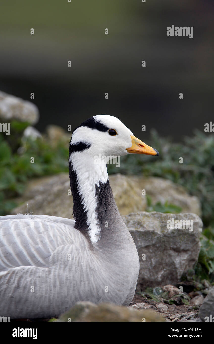 Bar headed Goose Stock Photo - Alamy