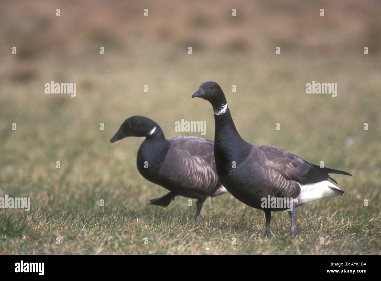 Goose bird wildfowl holland hi-res stock photography and images - Alamy