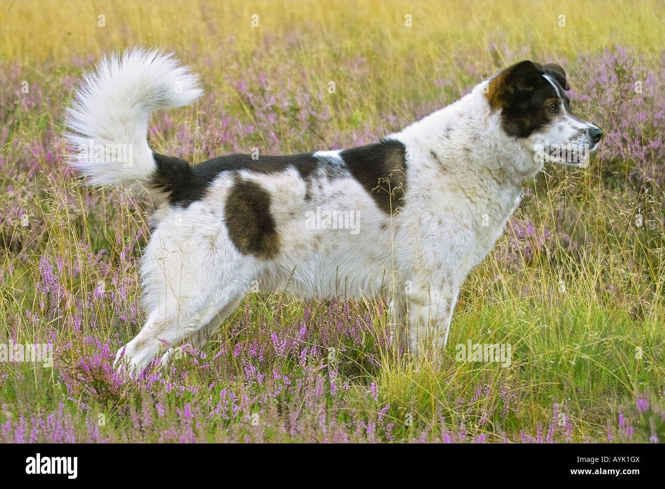 half breed dog - standing on meadow Stock Photo - Alamy