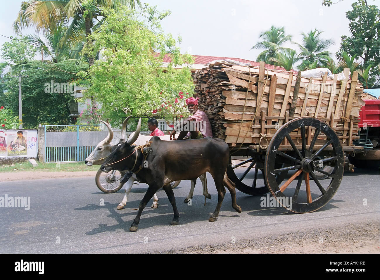young man driving a two oxen wagon India Kerala a state on the tropical ...