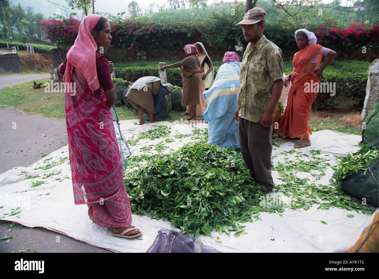 woman working in a Tea plantation India Kerala a state on the tropical ...