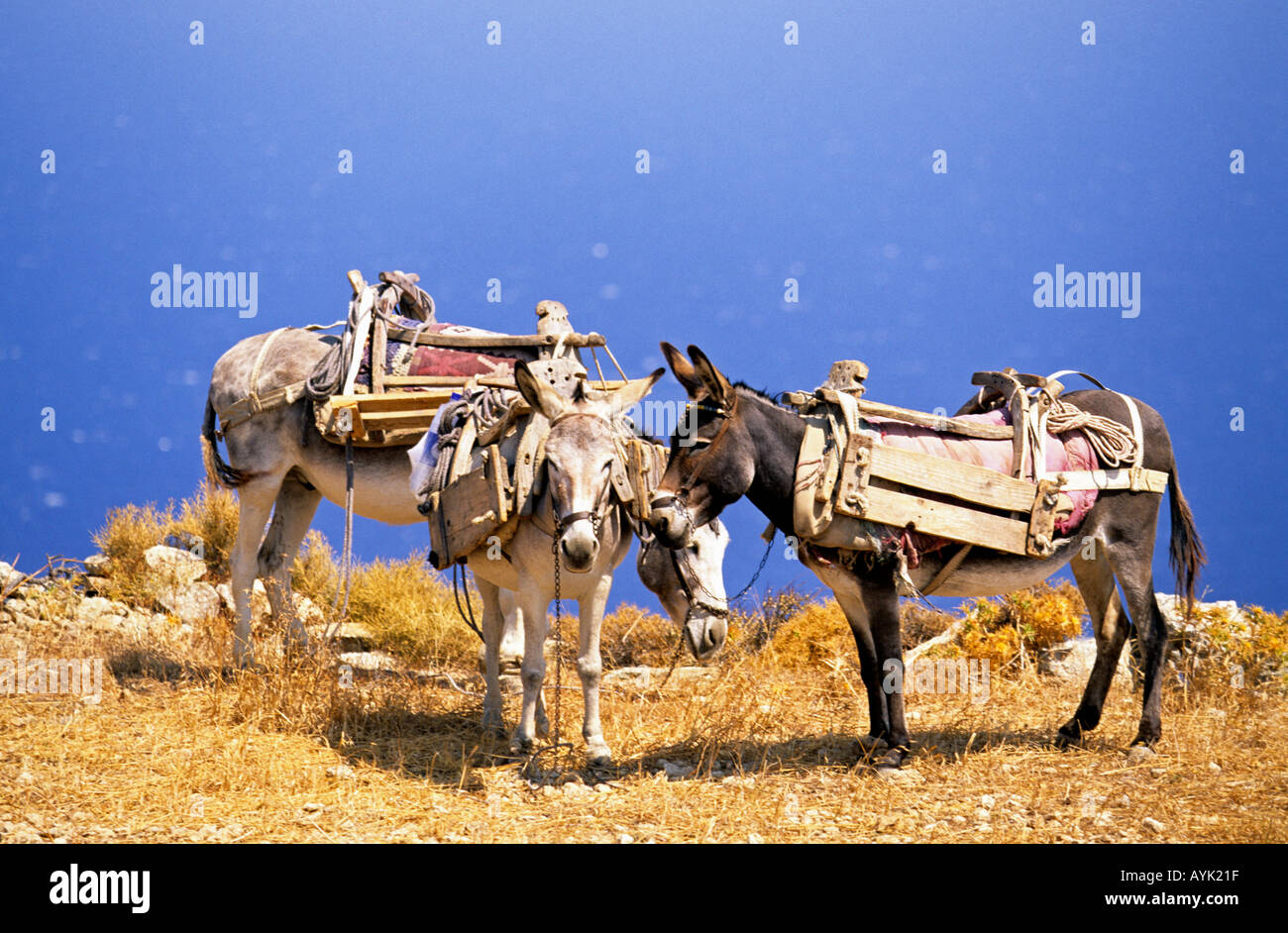 greece cyclades sikinos greek agriculture donkeys standing on a terrace ...
