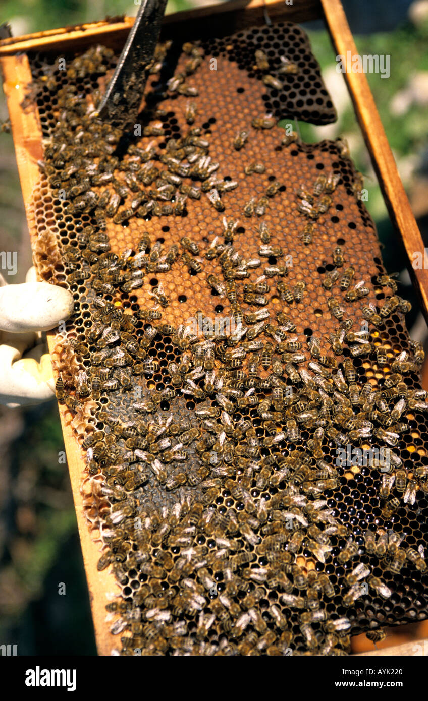 greece ionian cephallonia greek food and agriculture a close up of bees ...