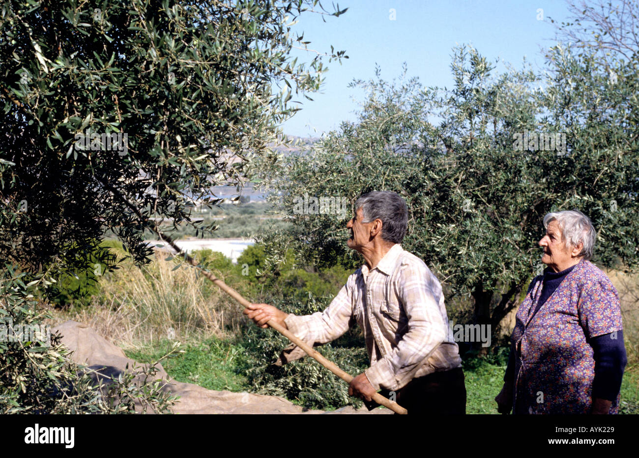 greece crete agriculture harvesting olives the traditional way with a ...