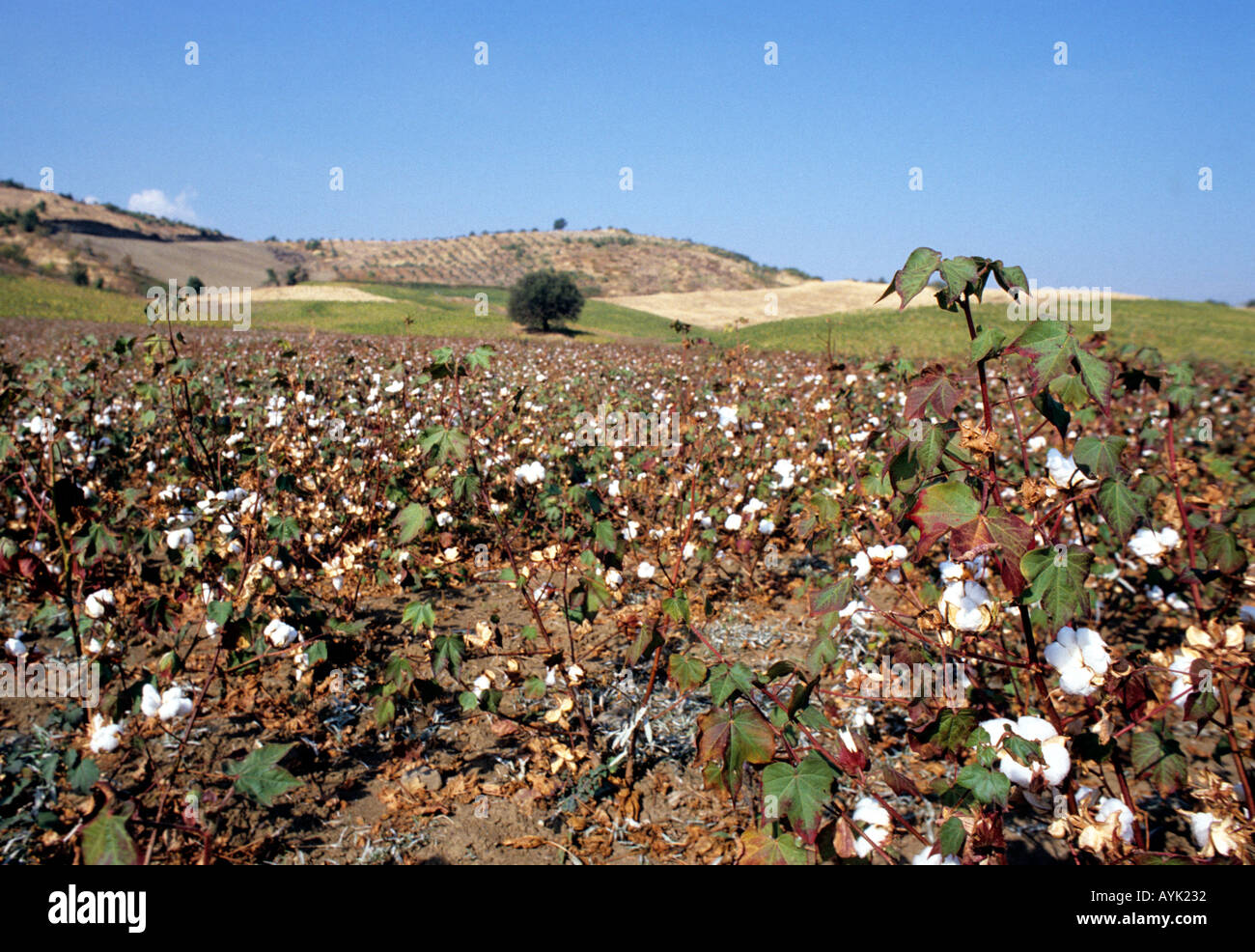 greece mainland central greece agriculture cotton growing Stock Photo ...
