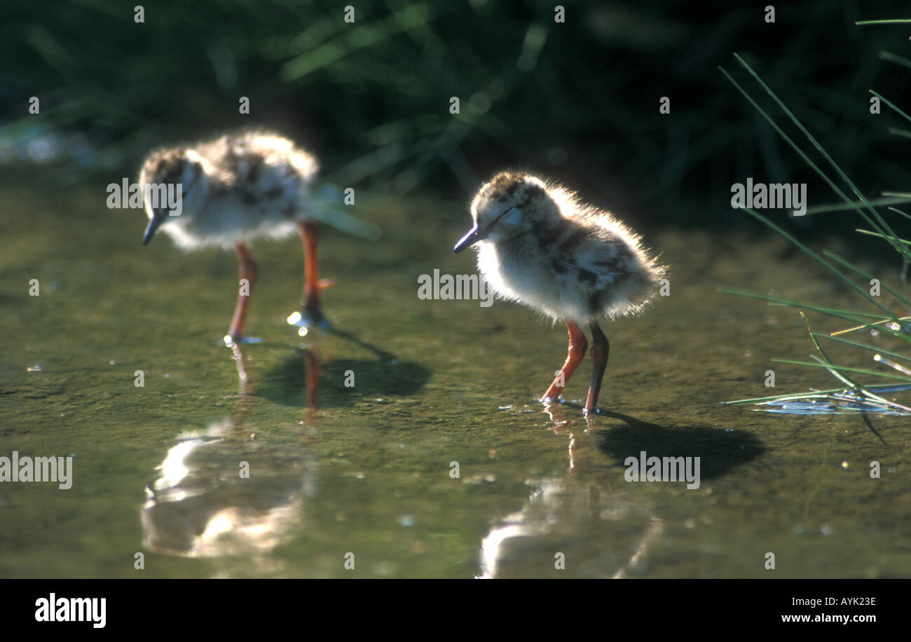 two young redshanks Stock Photo - Alamy