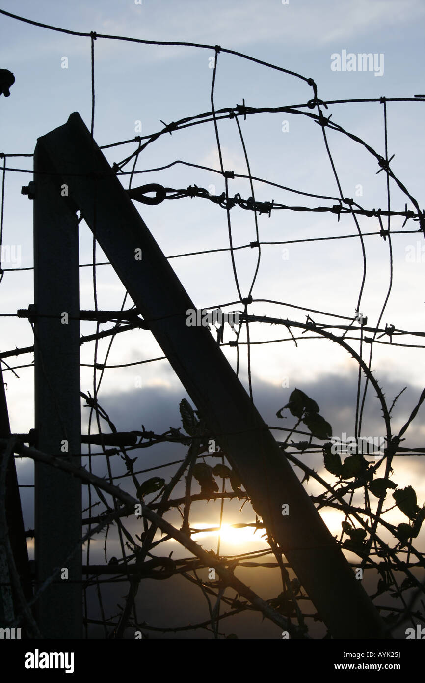 brambles and barbed wire fence in countryside Stock Photo - Alamy