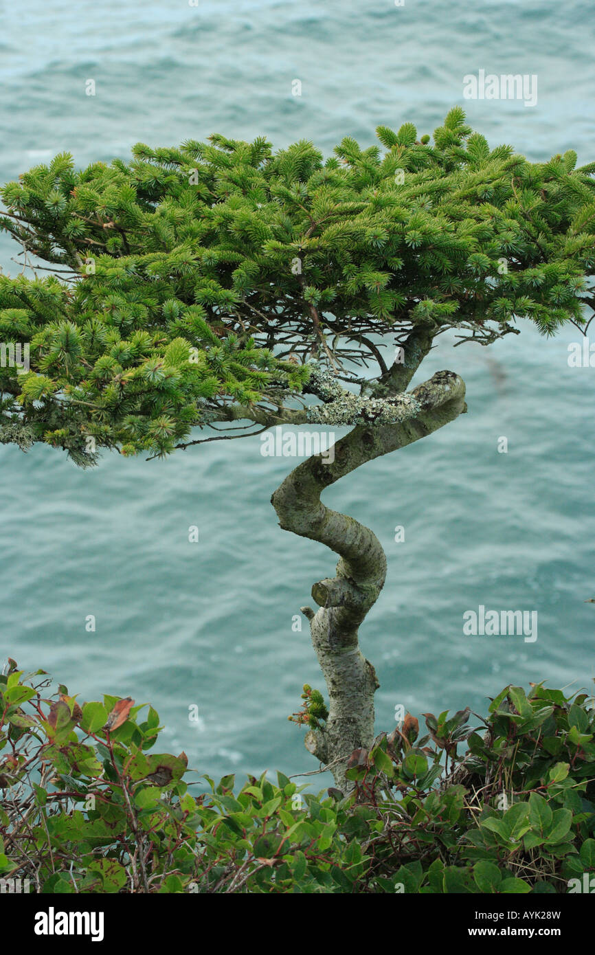 Curvy Evergreen Tree Stock Photo - Alamy