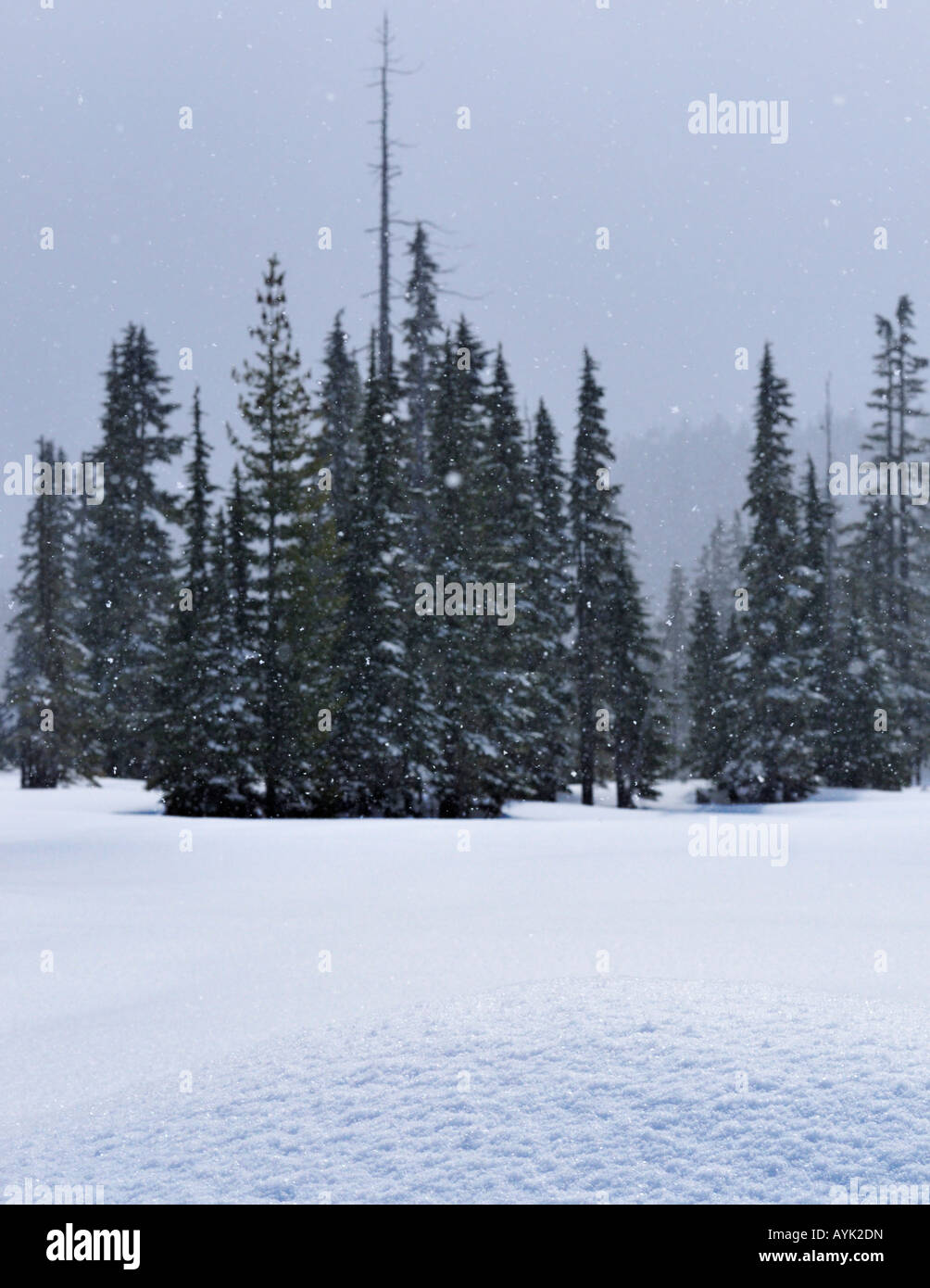 Snowy alpine forest, Vancouver Island, 2008 Stock Photo - Alamy