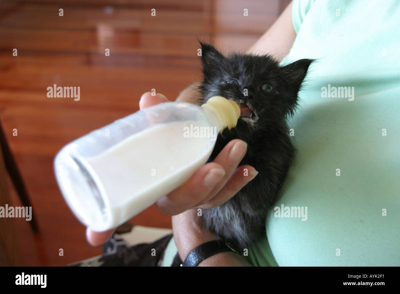 Kitten being fed Stock Photo - Alamy