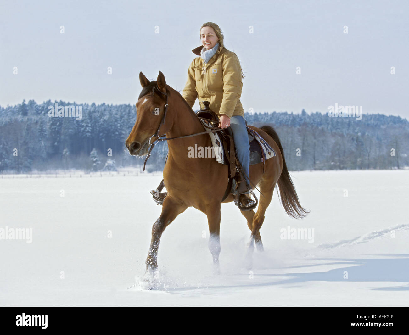 Young lady riding western-style on Arabian horse Stock Photo - Alamy