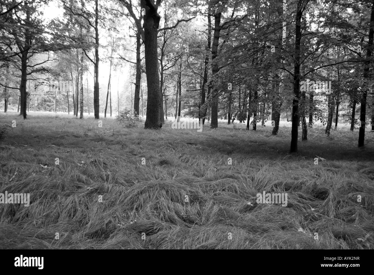 Trees and grass just outside the main camp at the former Nazi ...