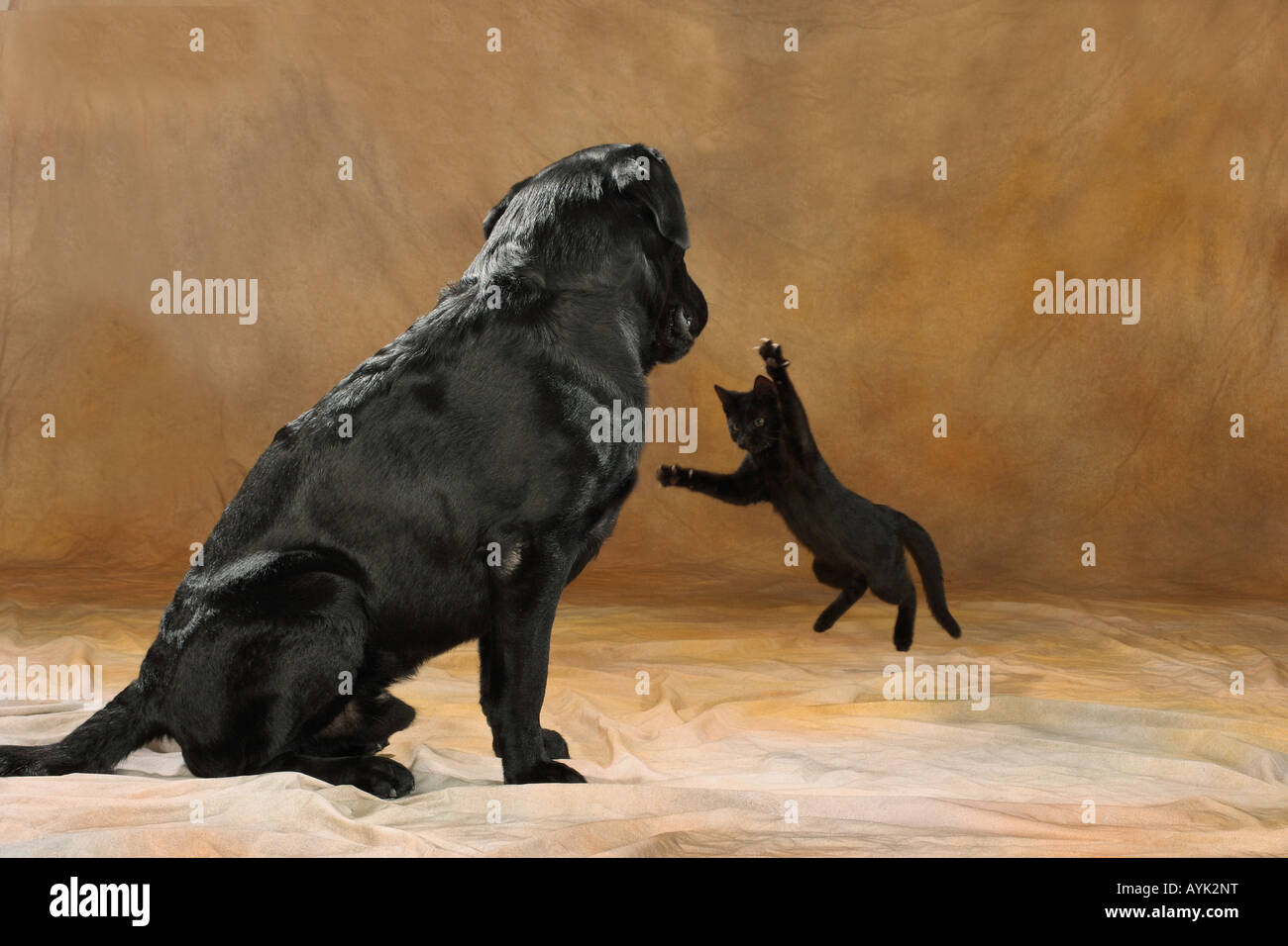 Labrador Retriever with kitten Stock Photo - Alamy