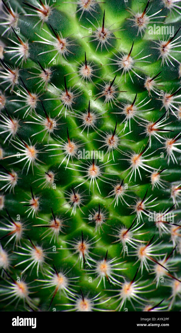 Spiky teeth hi-res stock photography and images - Alamy