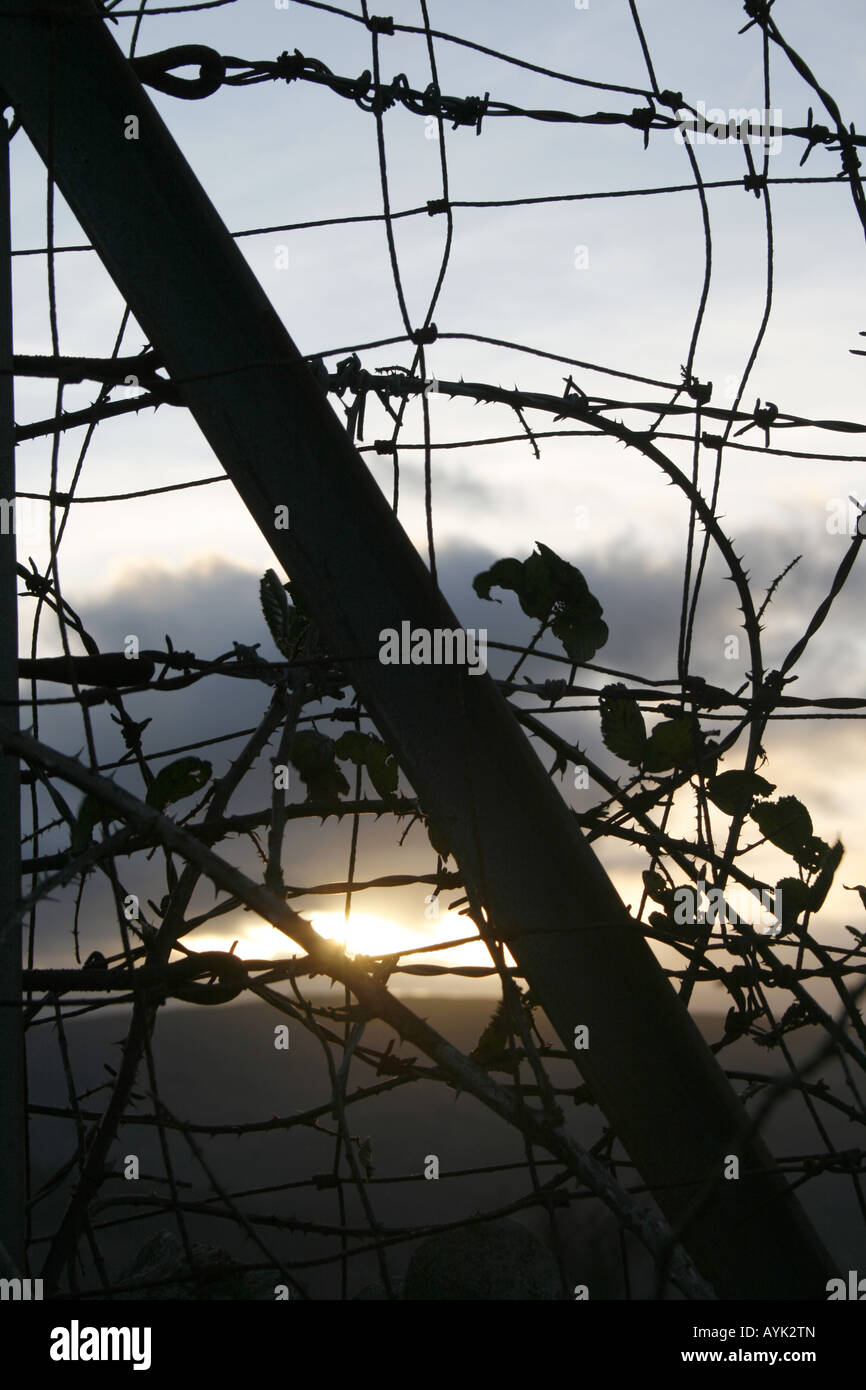 brambles and barbed wire fence in countryside Stock Photo - Alamy