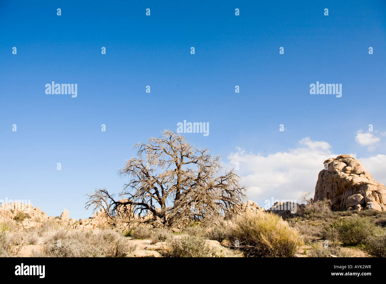 Dead tree in the mojave desert in california hi-res stock photography ...
