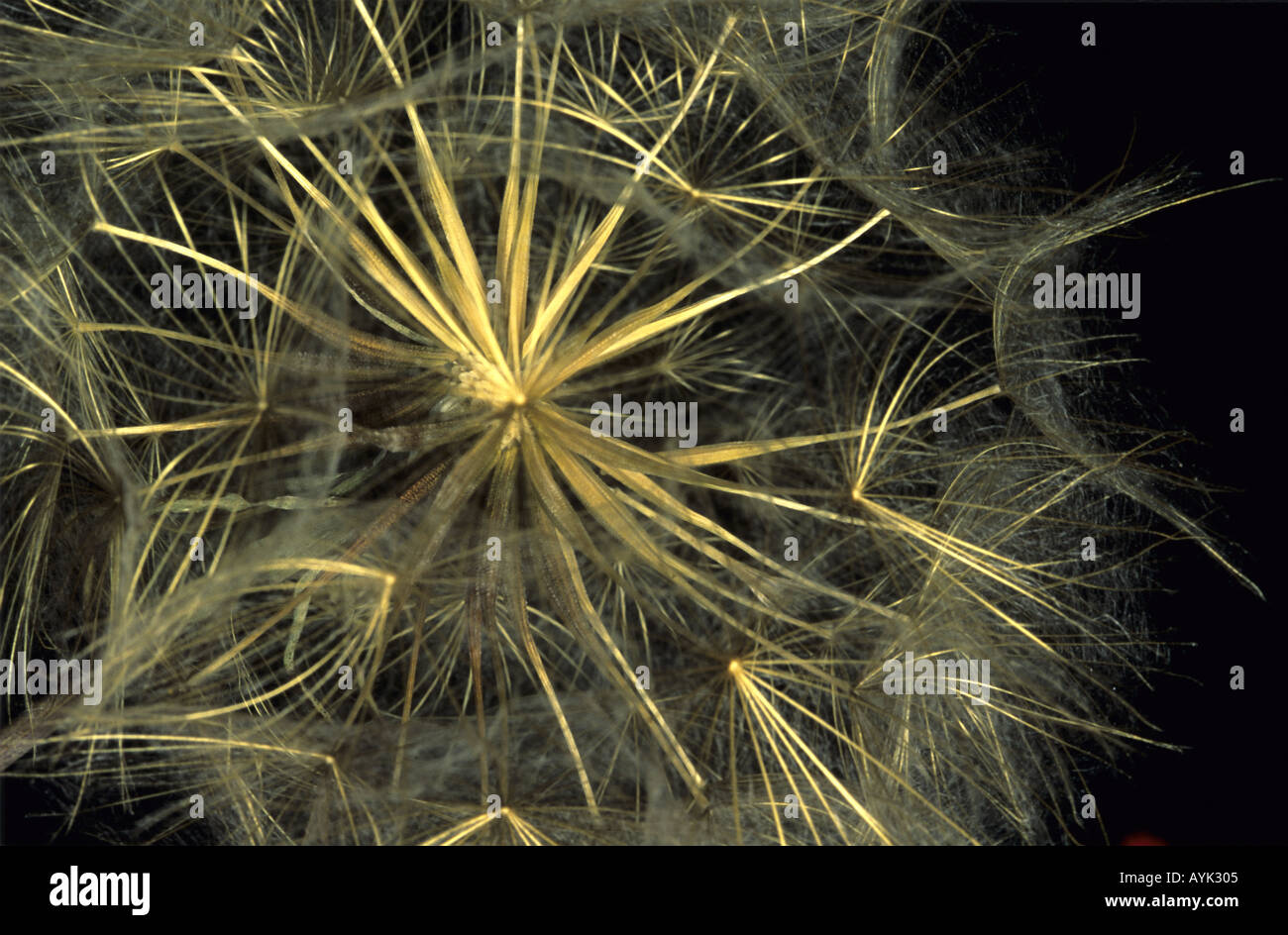 Dandelion Head in Seed Stock Photo - Alamy
