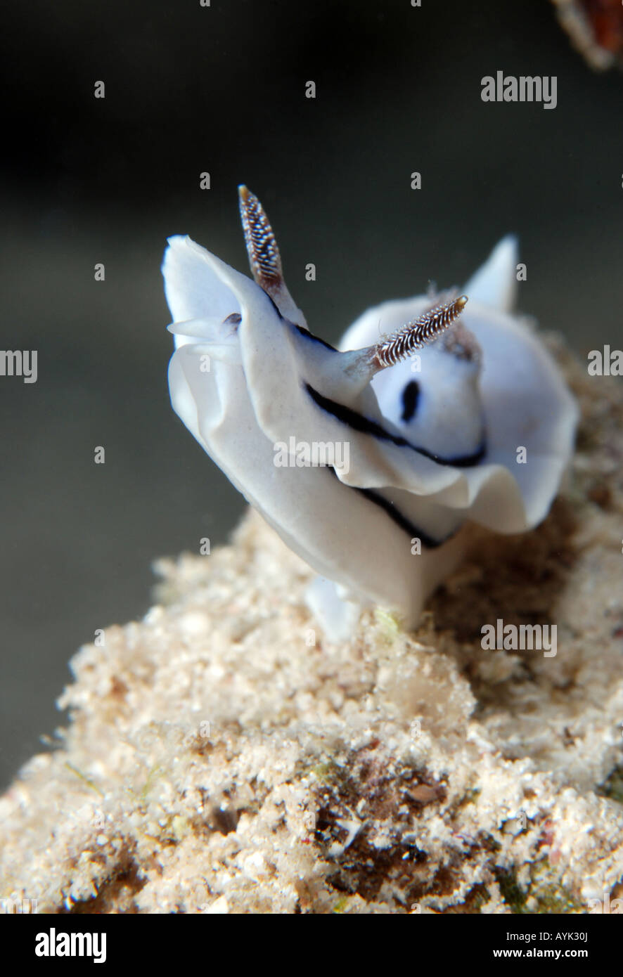 Chromodoris hi-res stock photography and images - Alamy
