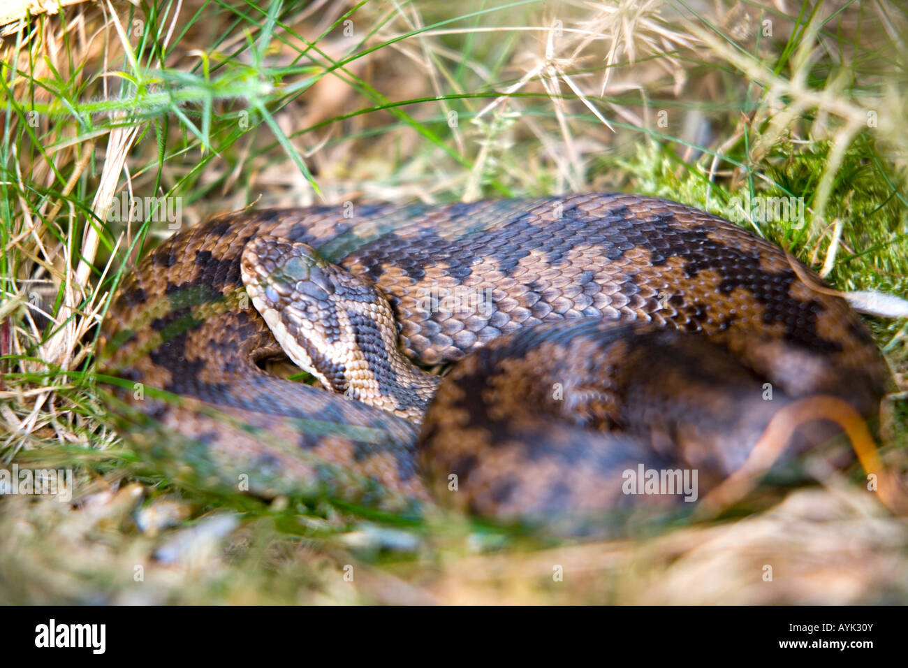 Adder uk bite hi-res stock photography and images - Alamy