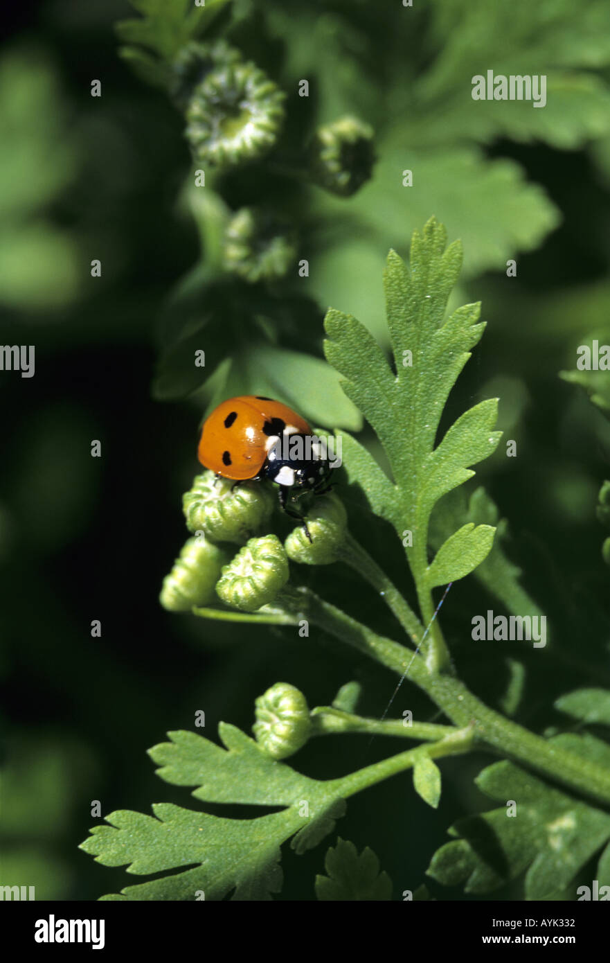 Mother ladybird hi-res stock photography and images - Alamy