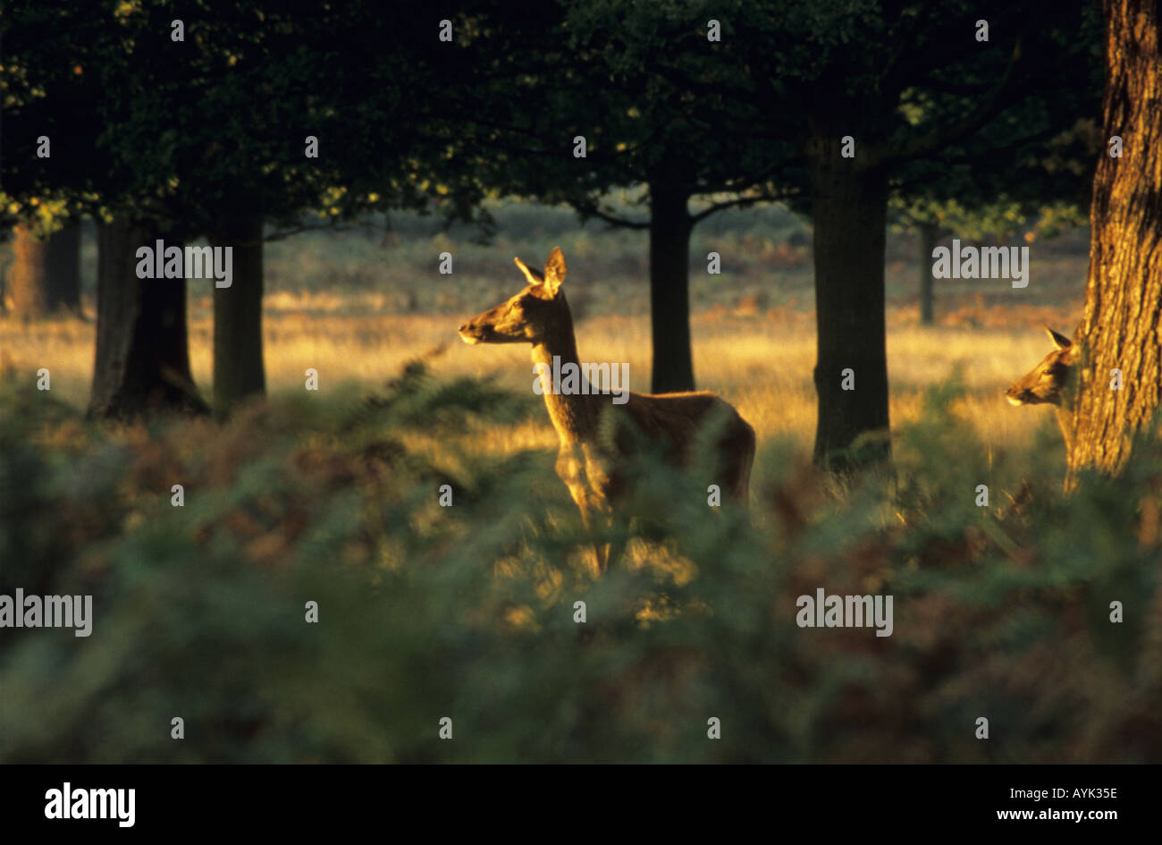 Fawn and dawn hi-res stock photography and images - Alamy