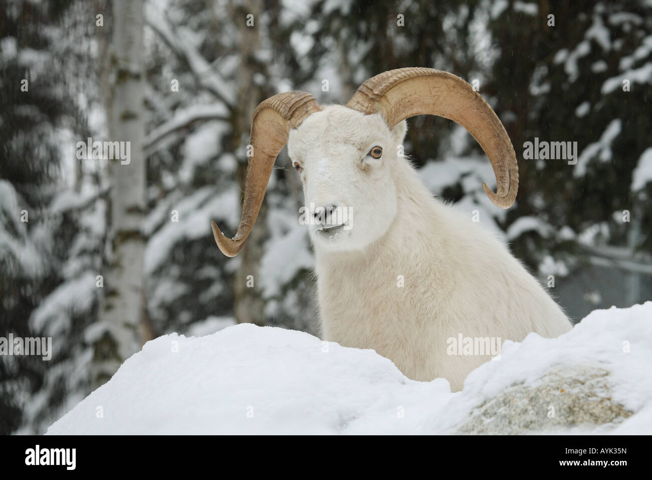 Dall sheep in snow Stock Photo - Alamy