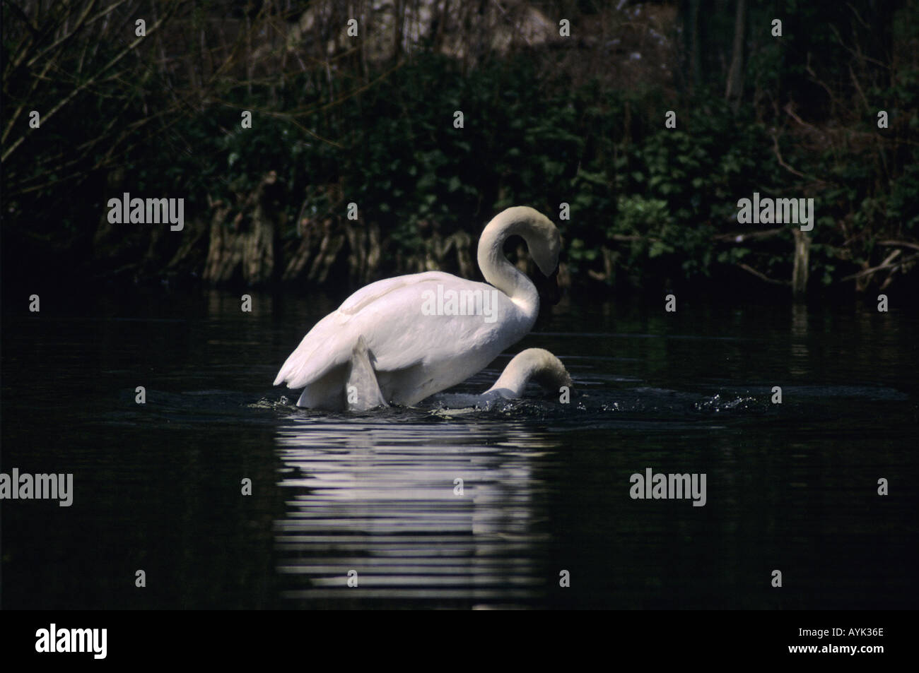 Swans Mating Ritual High Resolution Stock Photography and Images - Alamy