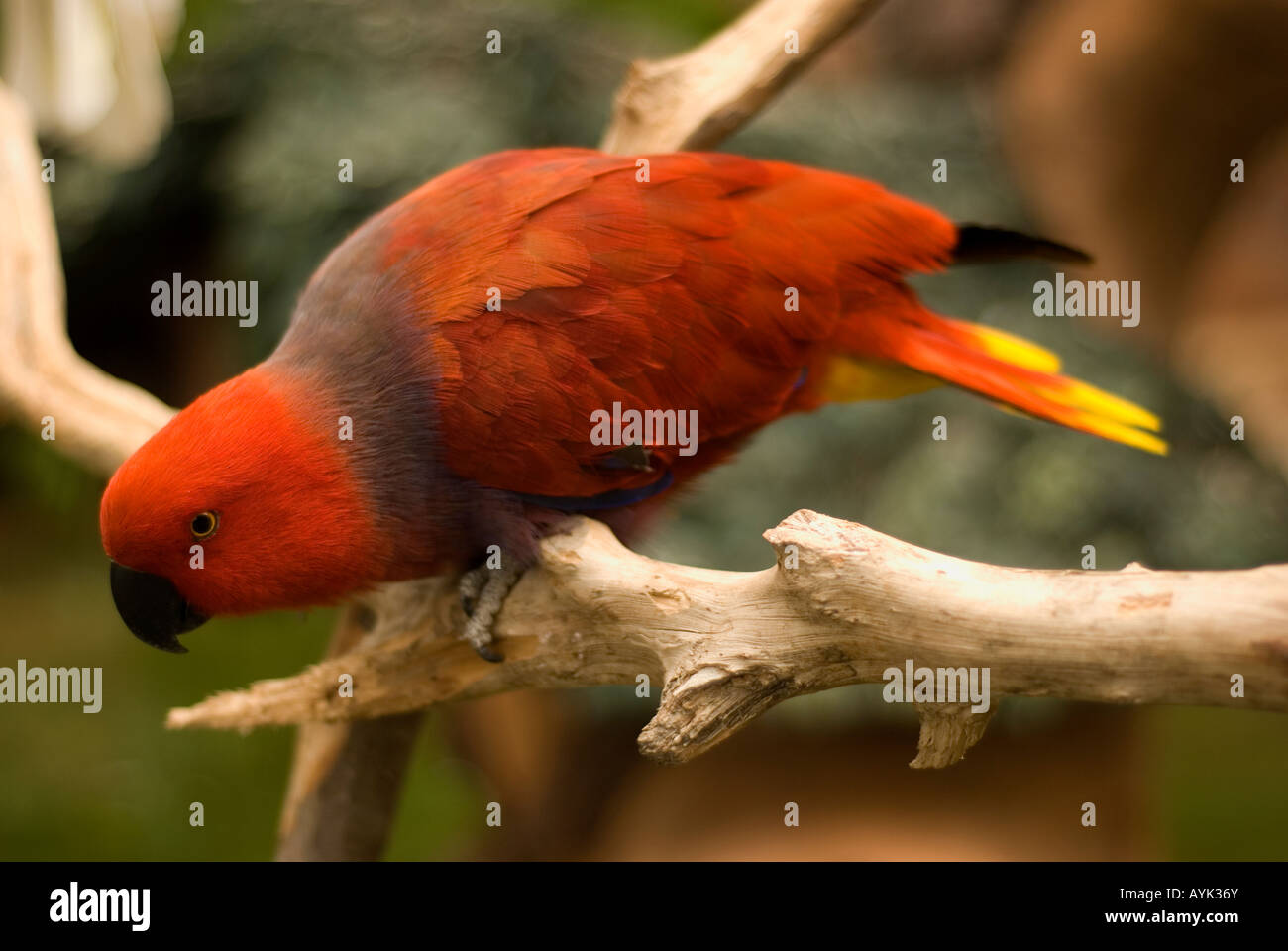 Loyal bird hi-res stock photography and images - Alamy
