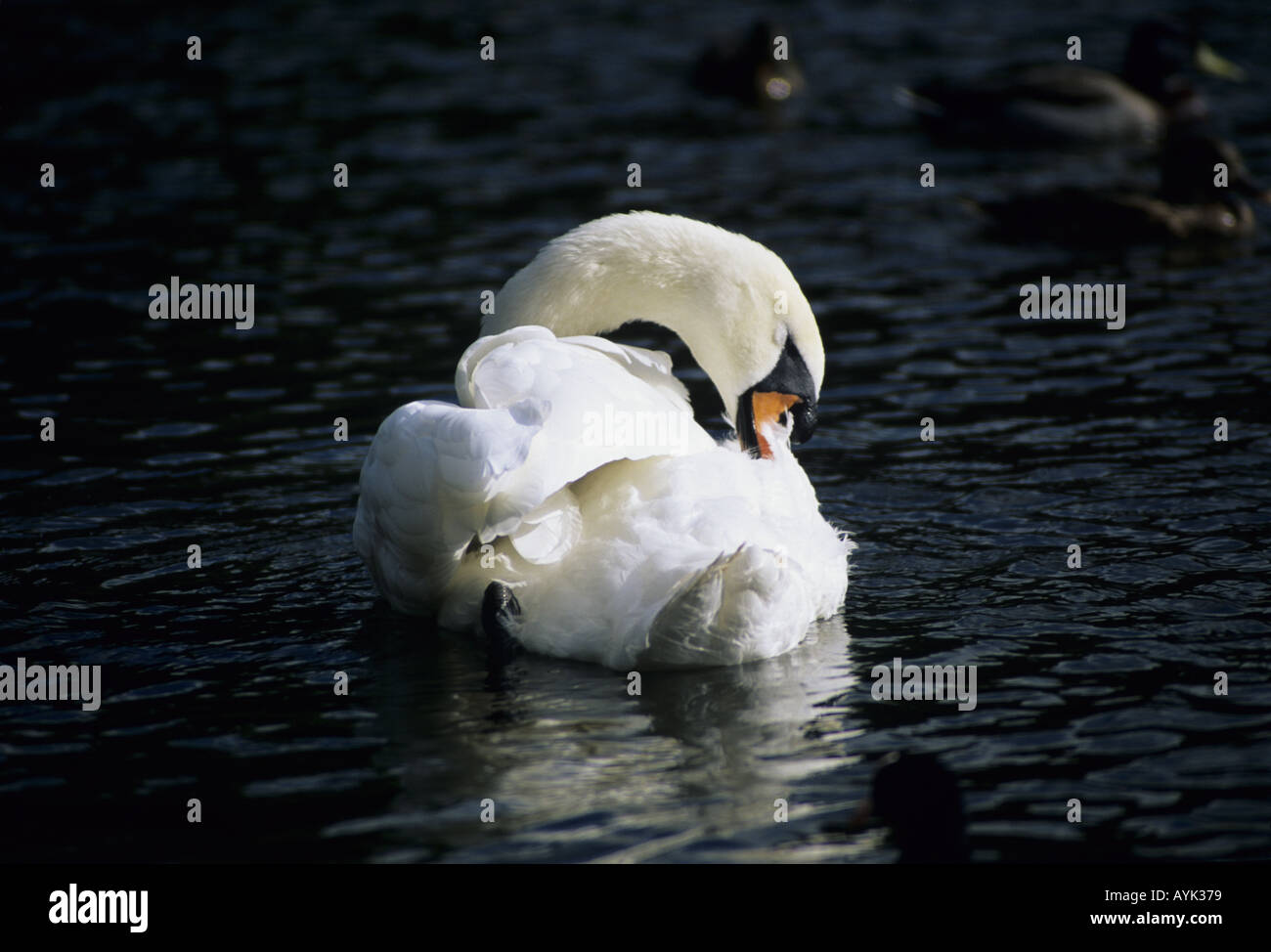 Preening behaviour hi-res stock photography and images - Alamy