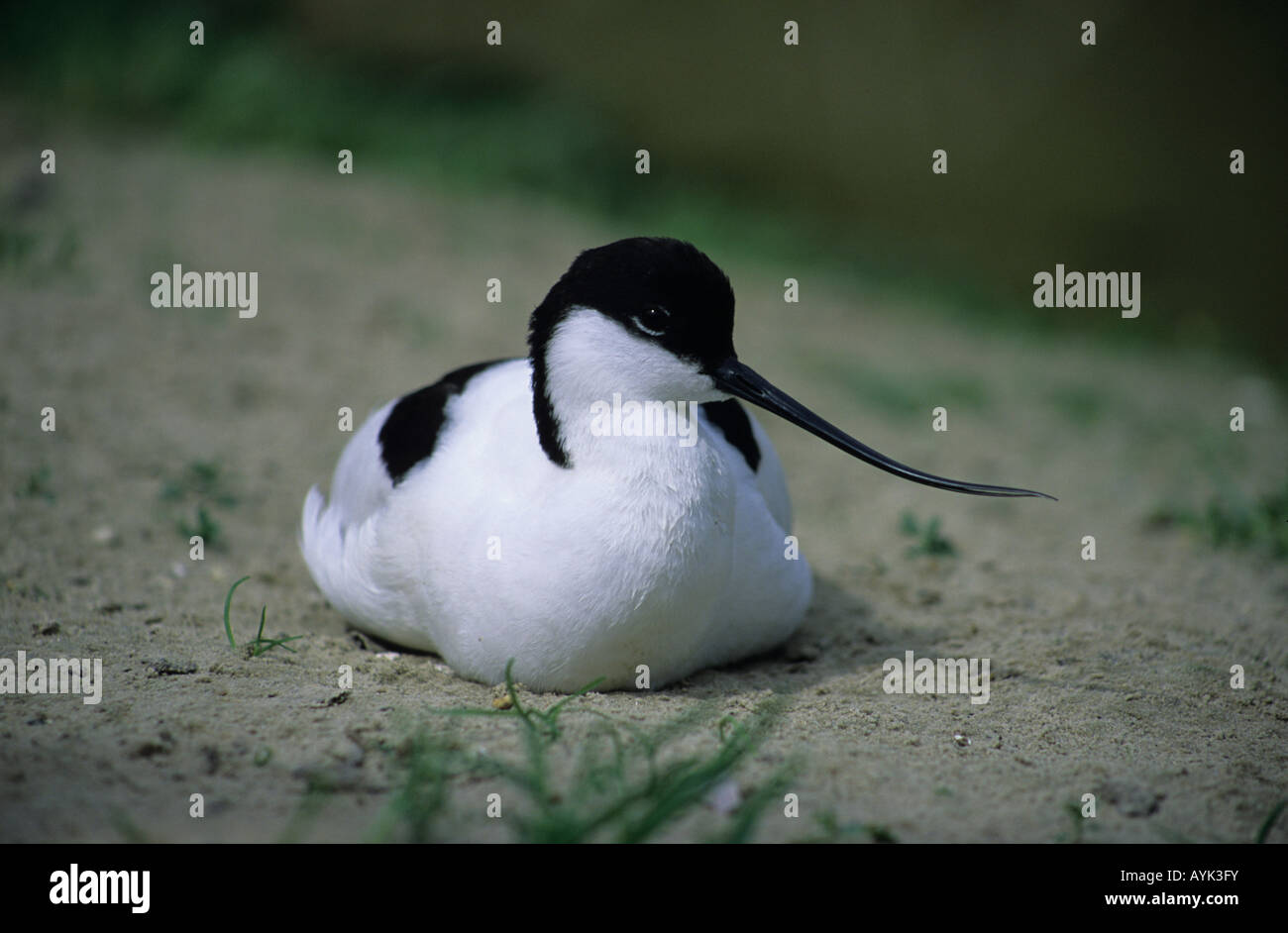 Avocet (recurvirostra avosetta) in a bird sanctuary, Norfolk, England ...