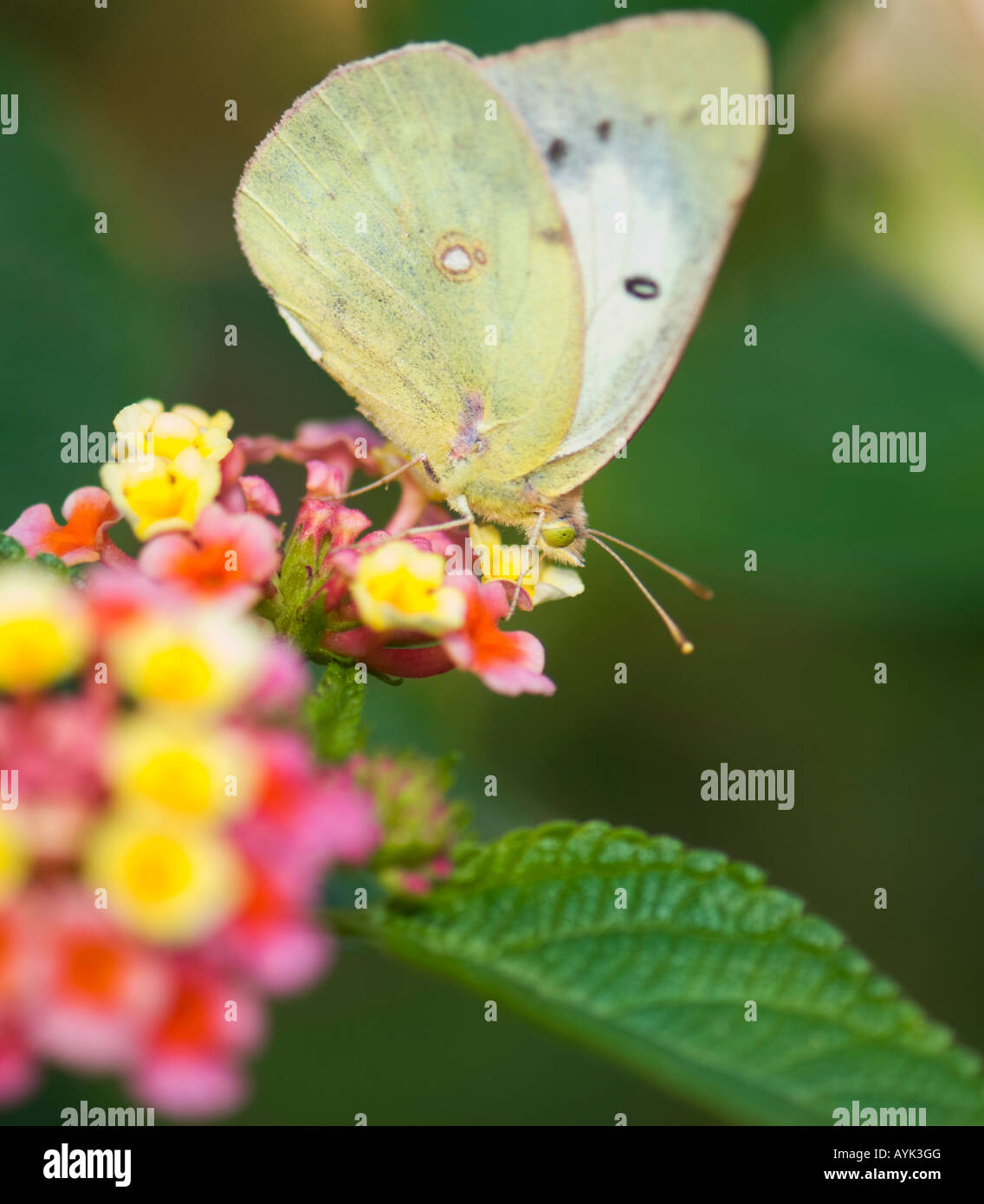 A Clouded Sulphur butterfly, Colias philodice, sits on a Lantana ...