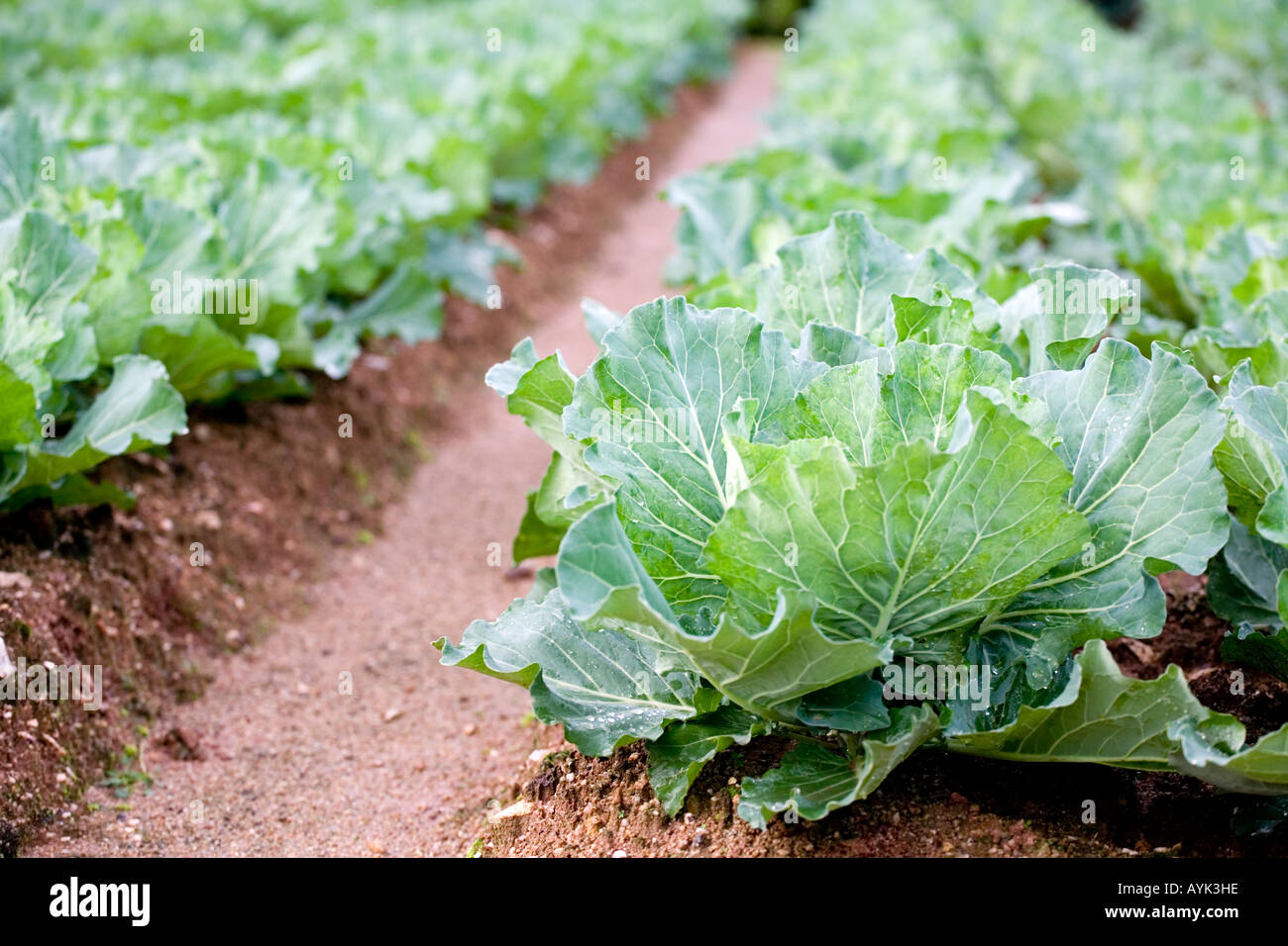 Rows of Cabbages seen from ground level Stock Photo - Alamy