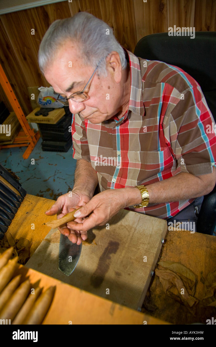 Hand rolled Cuban Cigars made in Ybor City Florida, USA Stock Photo - Alamy