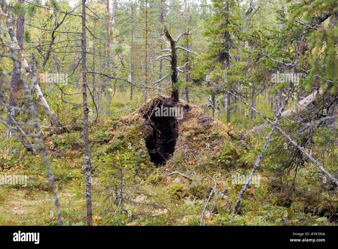 Brown bear den in forest Arctic Circle Hiking Area near Rovaniemi ...