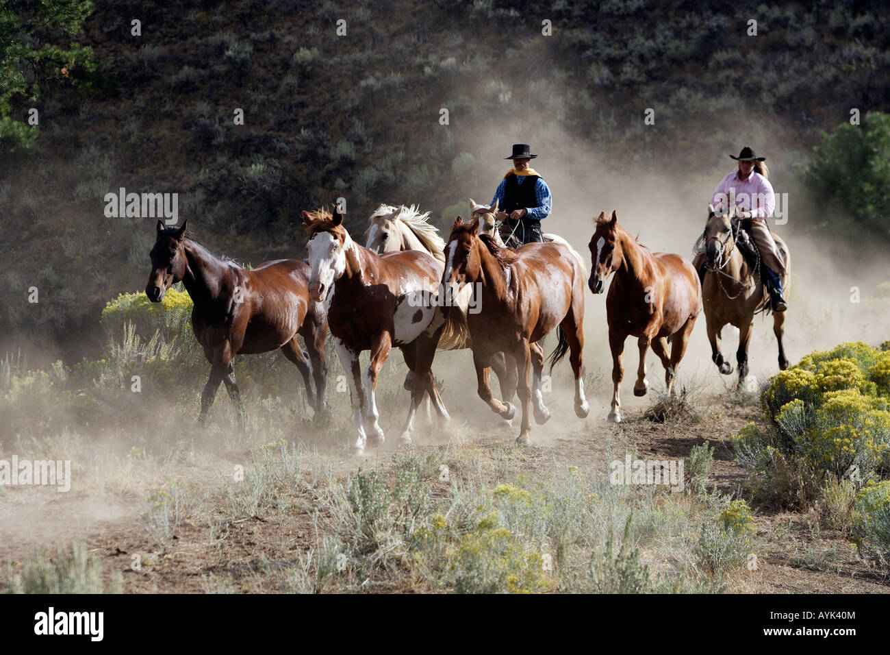 Cowboy driving horses hi-res stock photography and images - Alamy