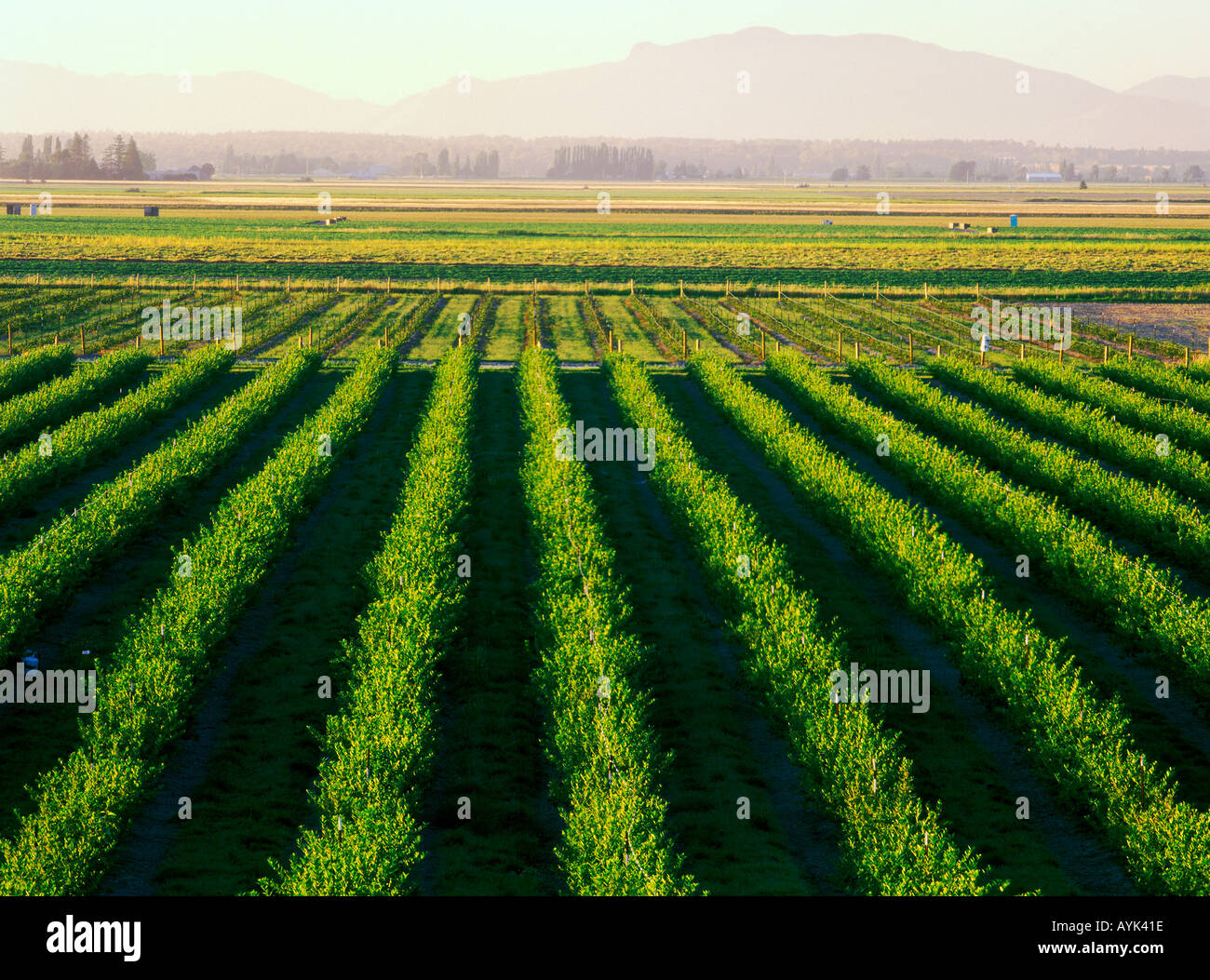 Rows of green blueberry bushes in the fertile fields of the Skagit ...