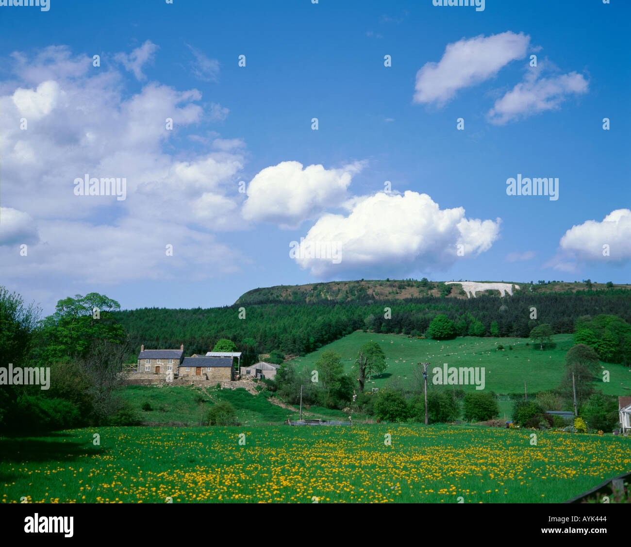 Kilburn White Horse and stone farmhouse seen over a wild flower meadow ...