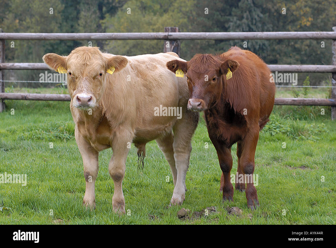 two cattles on meadow Stock Photo - Alamy