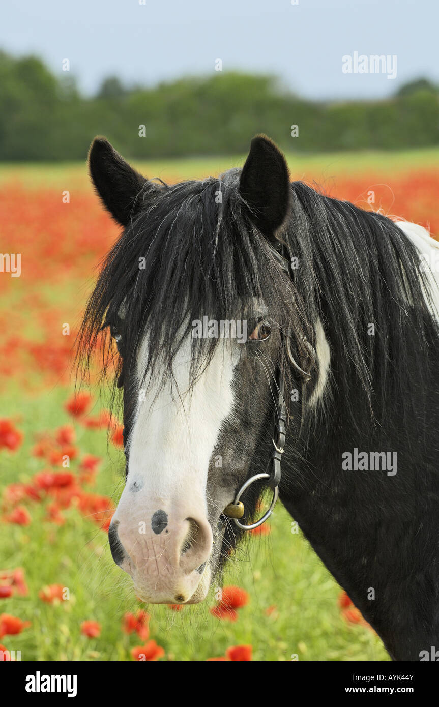 Tinker Pony High Resolution Stock Photography and Images - Alamy