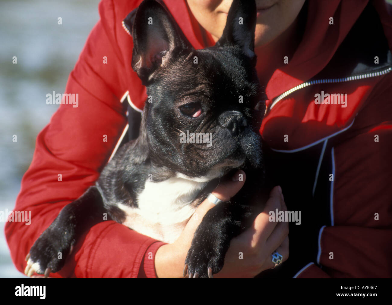 Dutch Girl with French Bulldog Stock Photo - Alamy