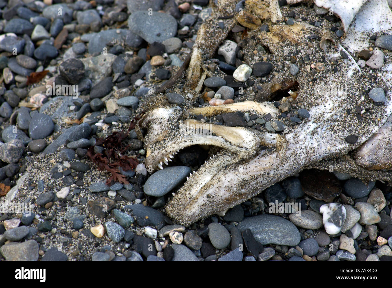 fish head on beach Stock Photo - Alamy
