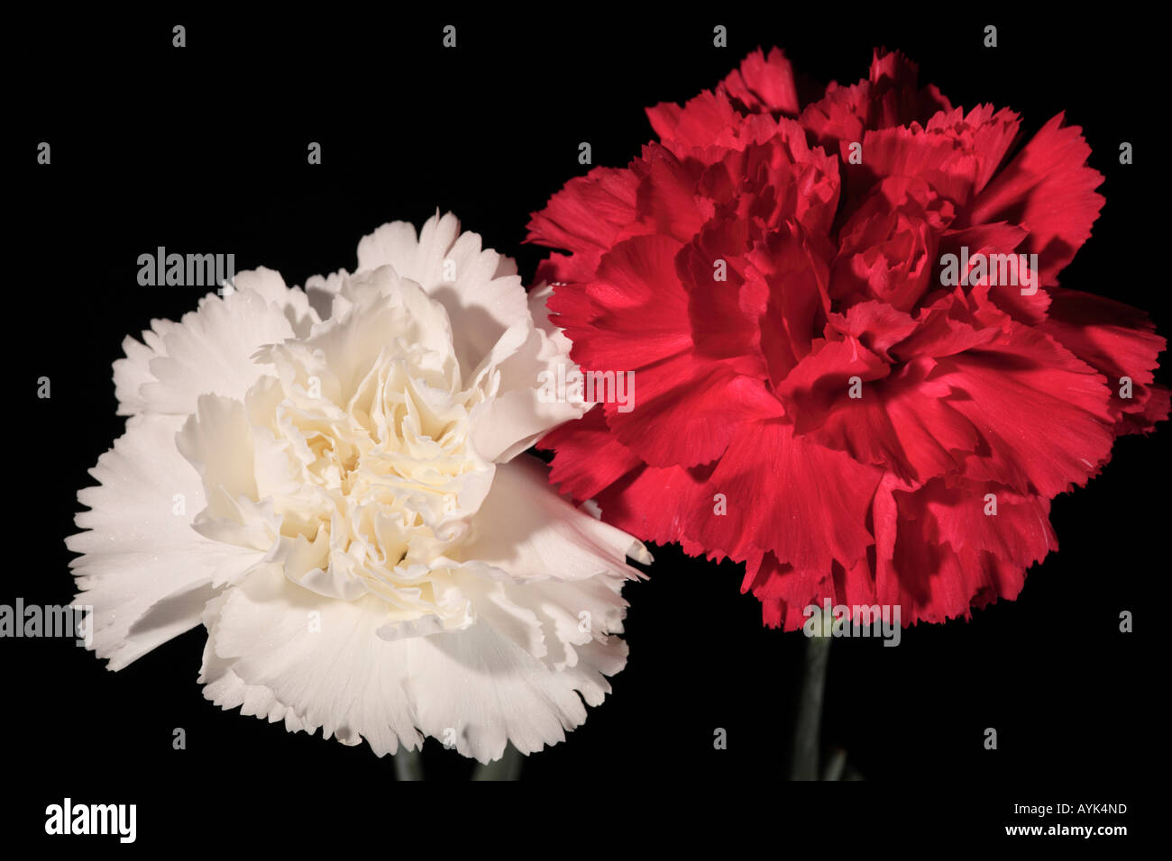 Carnations plant hi-res stock photography and images - Alamy