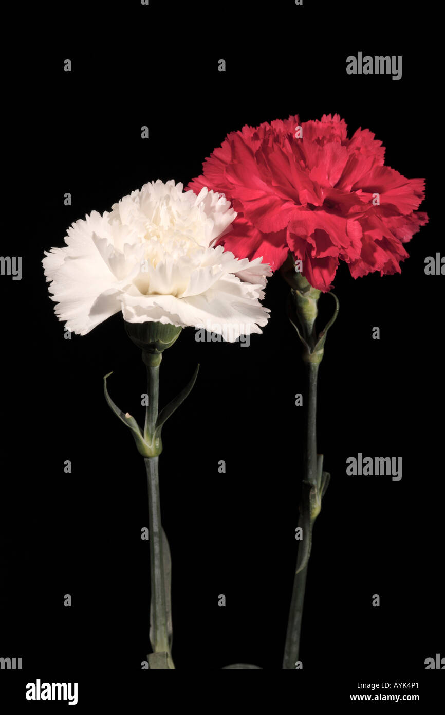 Cut flowers white carnations hi-res stock photography and images - Alamy
