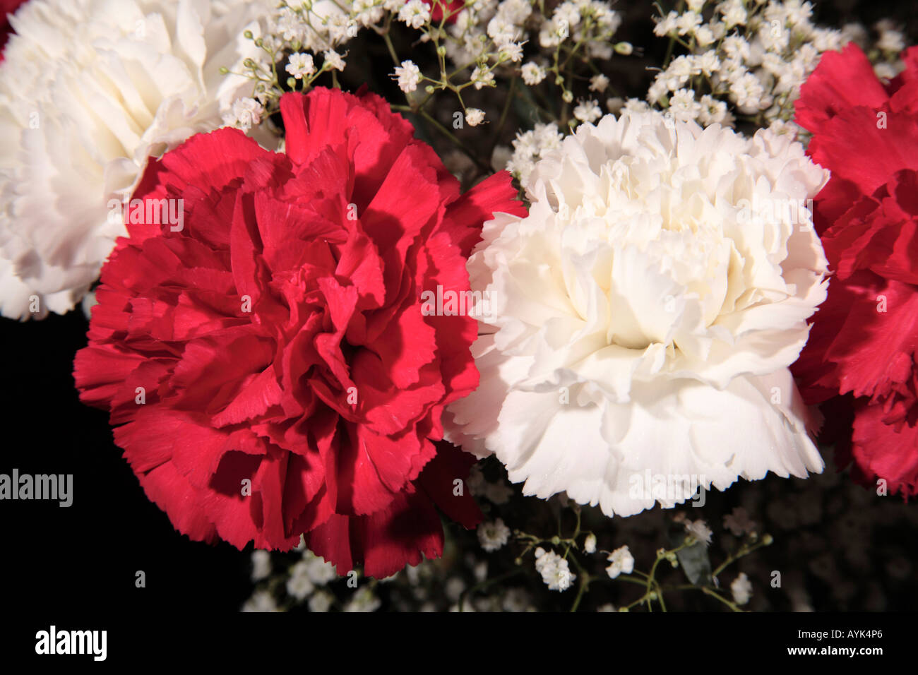 Red and White Carnations and Gypsophelia Stock Photo - Alamy