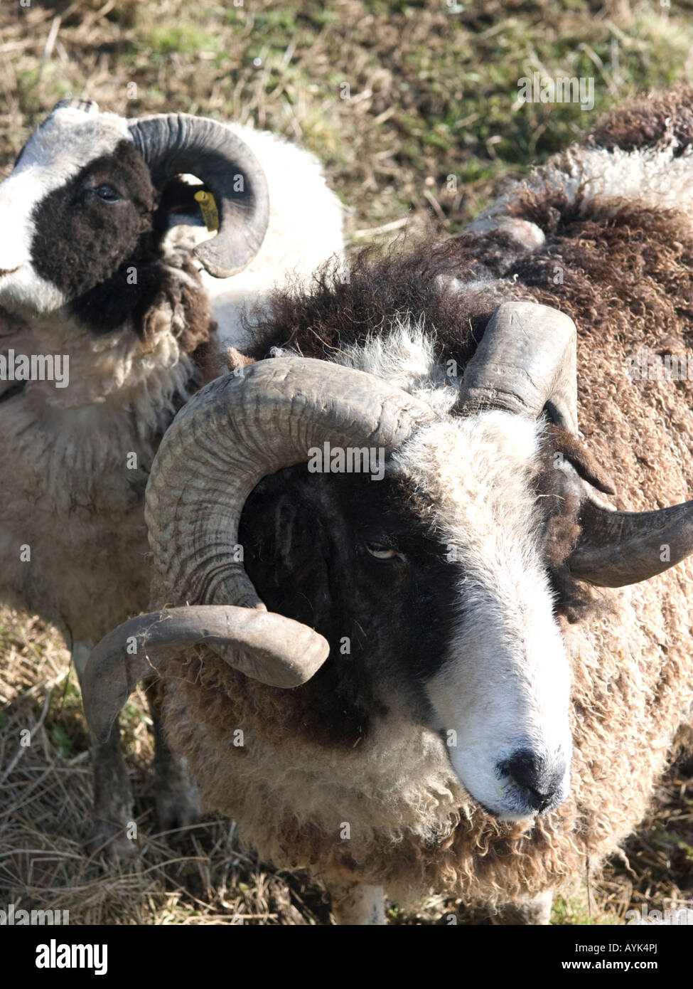 Rare breed suffolk sheep hi-res stock photography and images - Alamy
