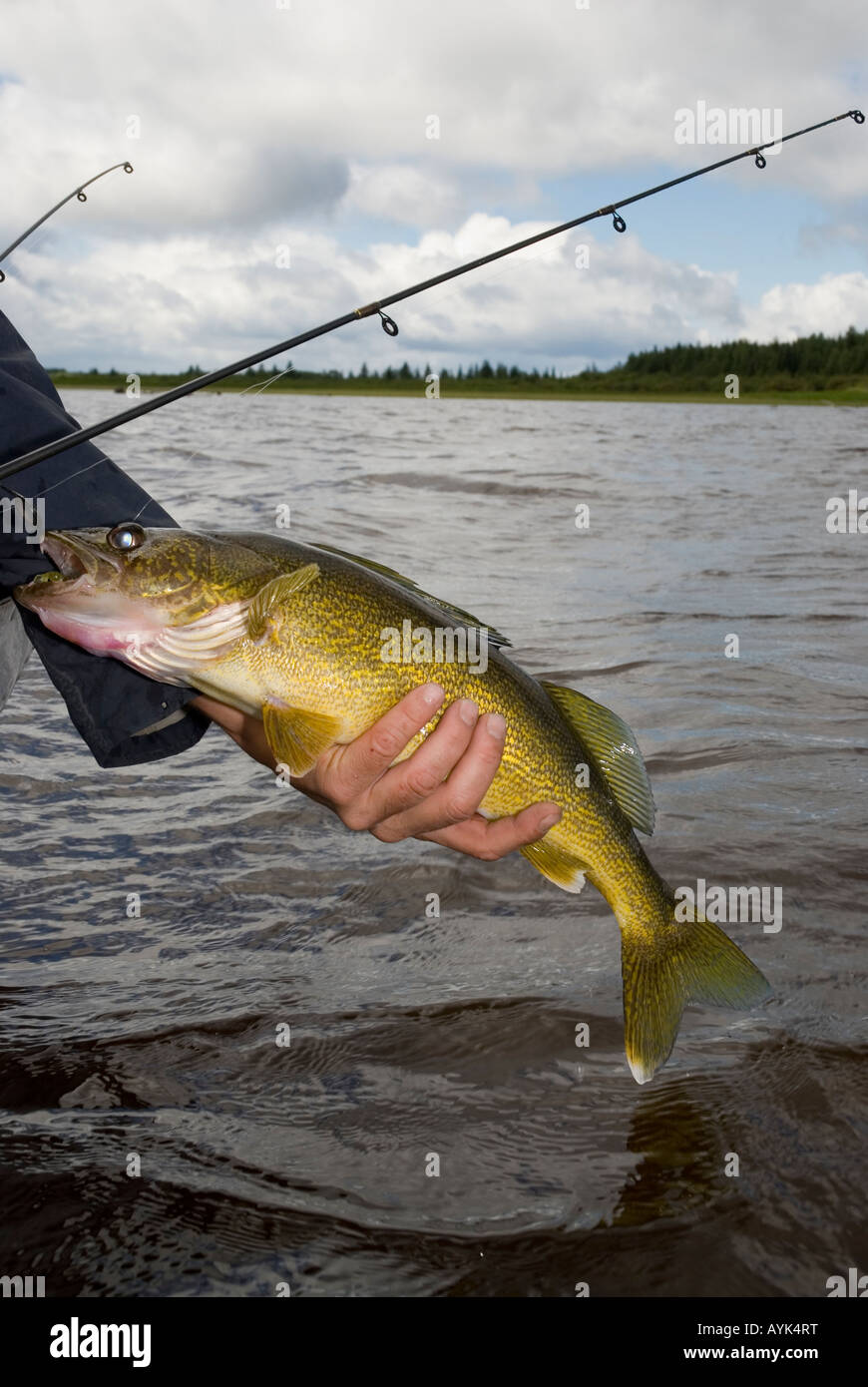 hand holding fish Stock Photo - Alamy