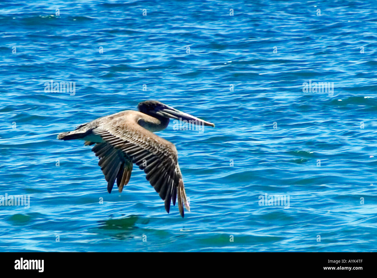 Profile of pelican flying low over water Stock Photo - Alamy