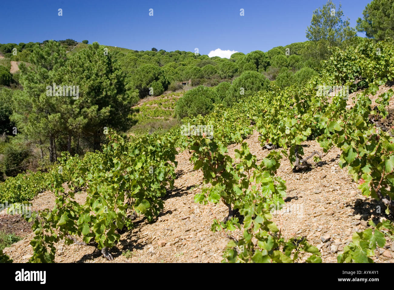 Grapevine terraces Banyuls sur Mer Pyrenees Orientals Languedoc ...